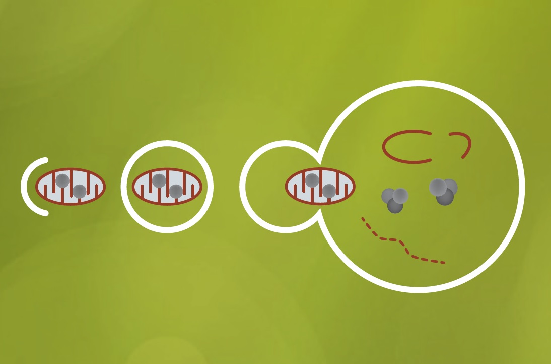 Robuvit® - French Oak Wood Extract