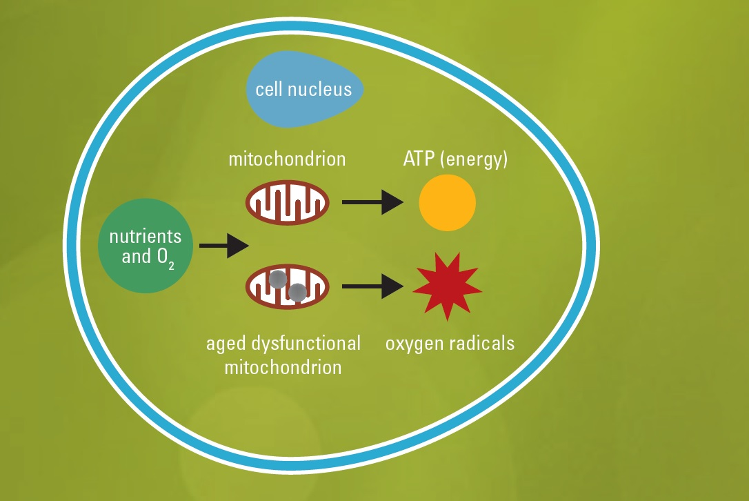 Robuvit® - French Oak Wood Extract
